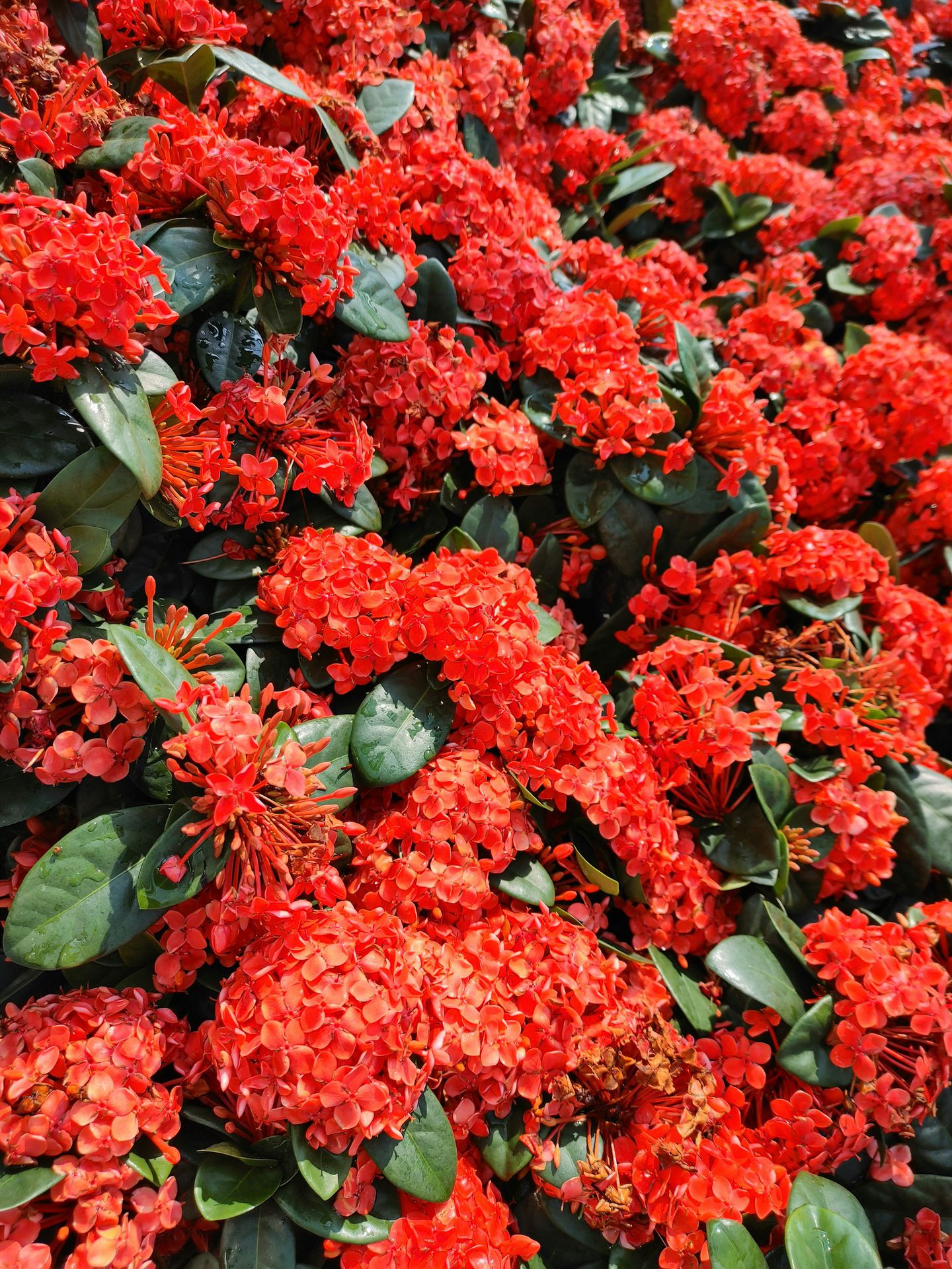 Mini Ixora