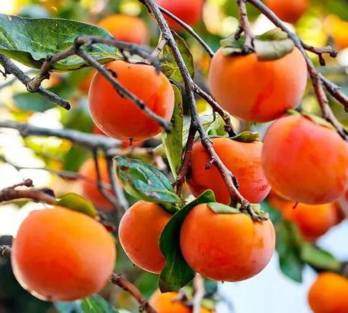 Indian Persimmon | Andhra Nursery Farmers Association