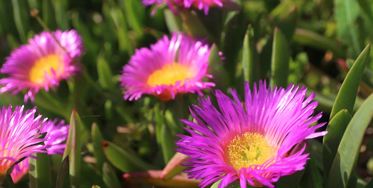 Angular Sea-Fig | Andhra Nursery Farmers Association