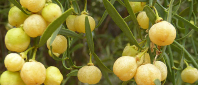 Indian Desert Lime | Andhra Nursery Farmers Association