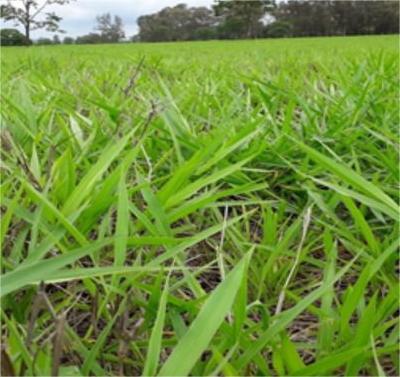 Signal Grass | Andhra Nursery Farmers Association