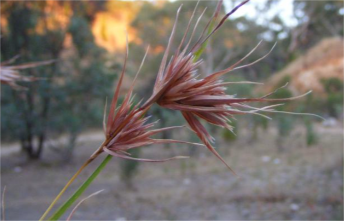 Red Oat | Andhra Nursery Farmers Association