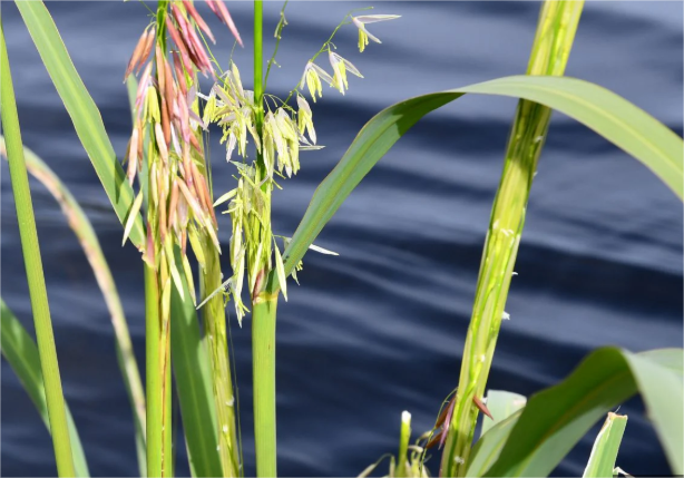 Wild Rice | Andhra Nursery Farmers Association