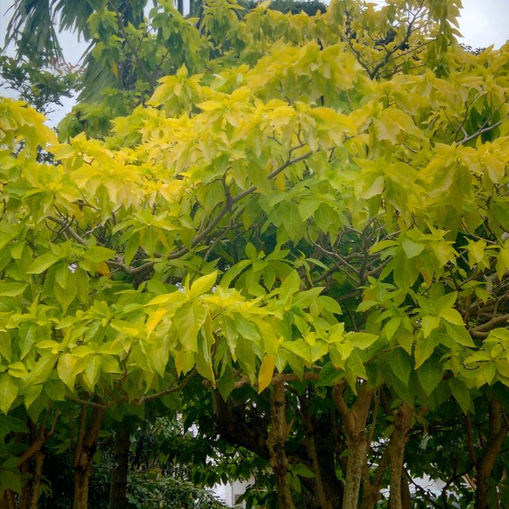 Pisonia Alba | Andhra Nursery Farmers Association