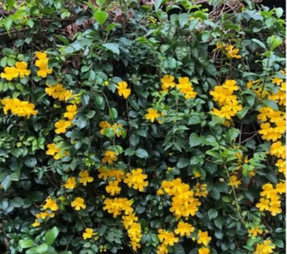 Golden Cascade Creeper | Andhra Nursery Farmers Association