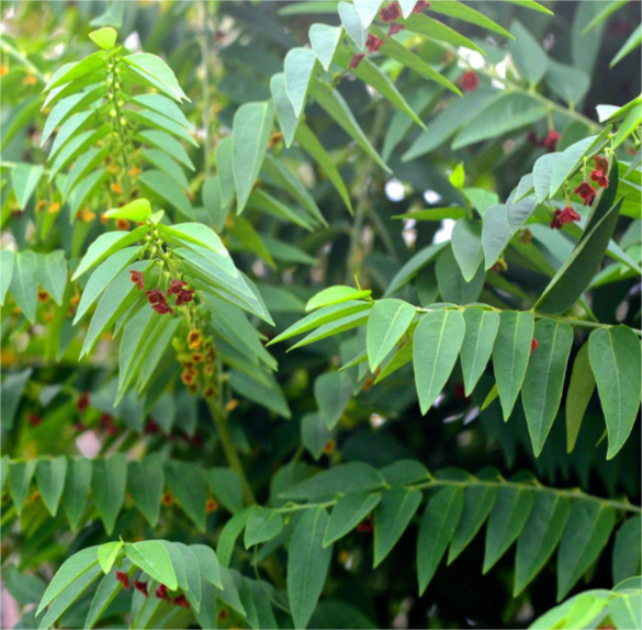 Multivitamin Plant | Andhra Nursery Farmers Association