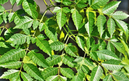 Malabar Neem | Andhra Nursery Farmers Association