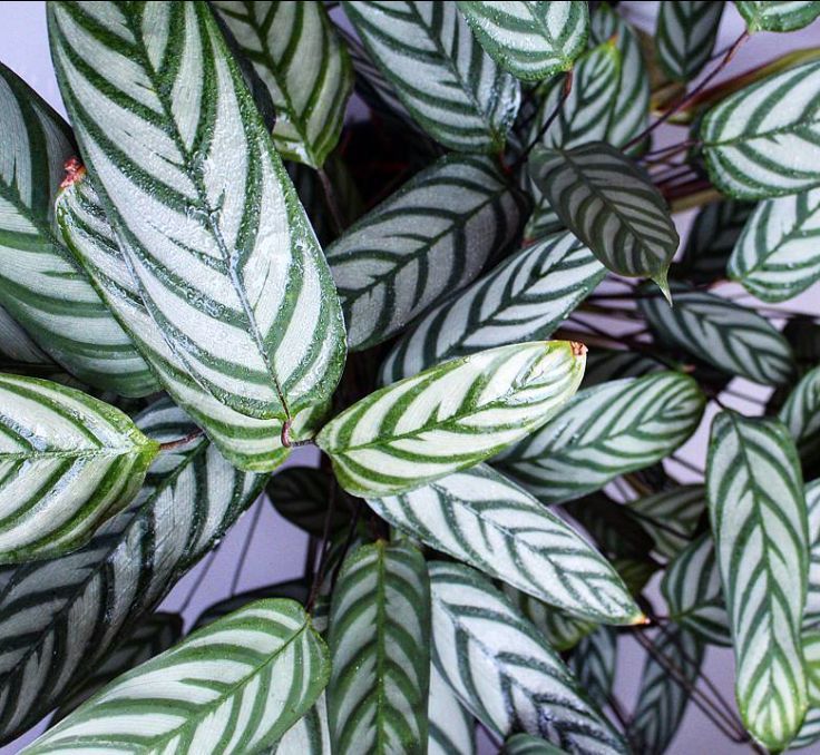 Calathea Setosa/Setosa Prayer Plant | Andhra Nursery Farmers Association