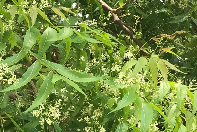 Tender Neem Leaves | Andhra Nursery Farmers Association