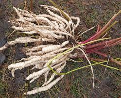 Skirret